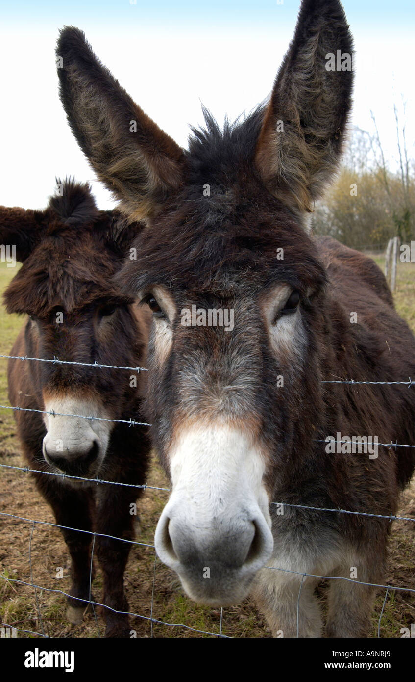 Coppia di asini insieme immagini e fotografie stock ad alta risoluzione ...