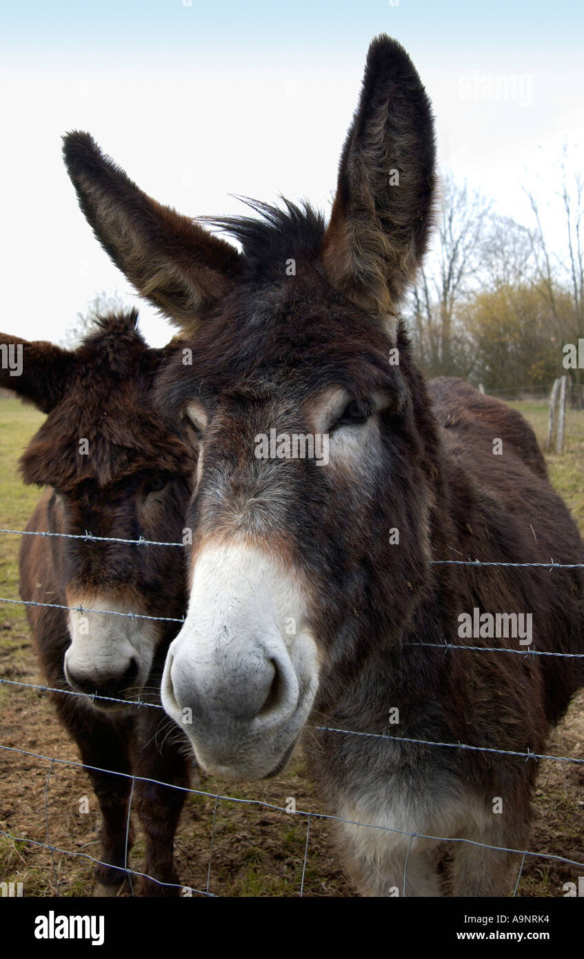Coppia di asini insieme immagini e fotografie stock ad alta risoluzione ...