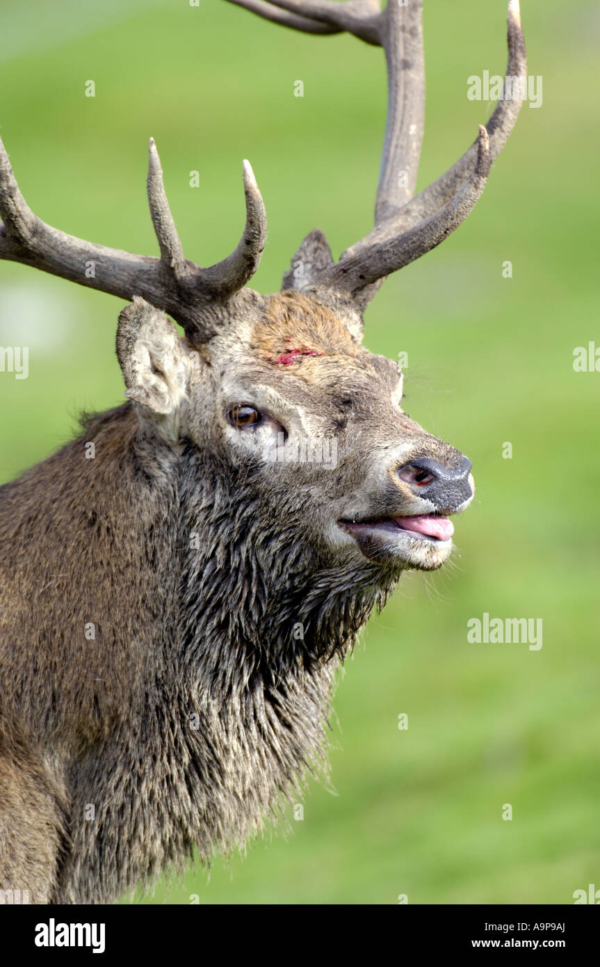 Cervo ferito immagini e fotografie stock ad alta risoluzione - Alamy