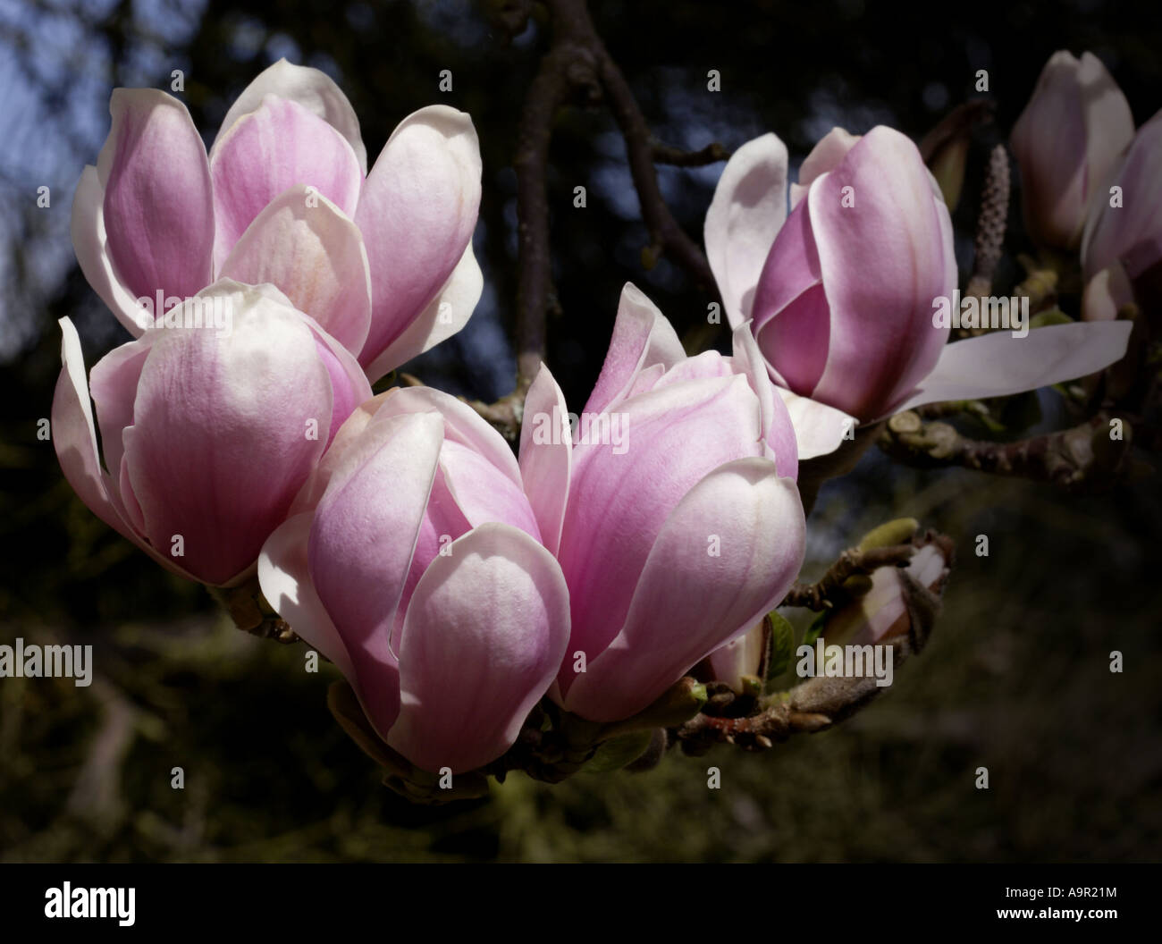 Magnolia soulangeana rustica rubra tree immagini e fotografie stock ad ...