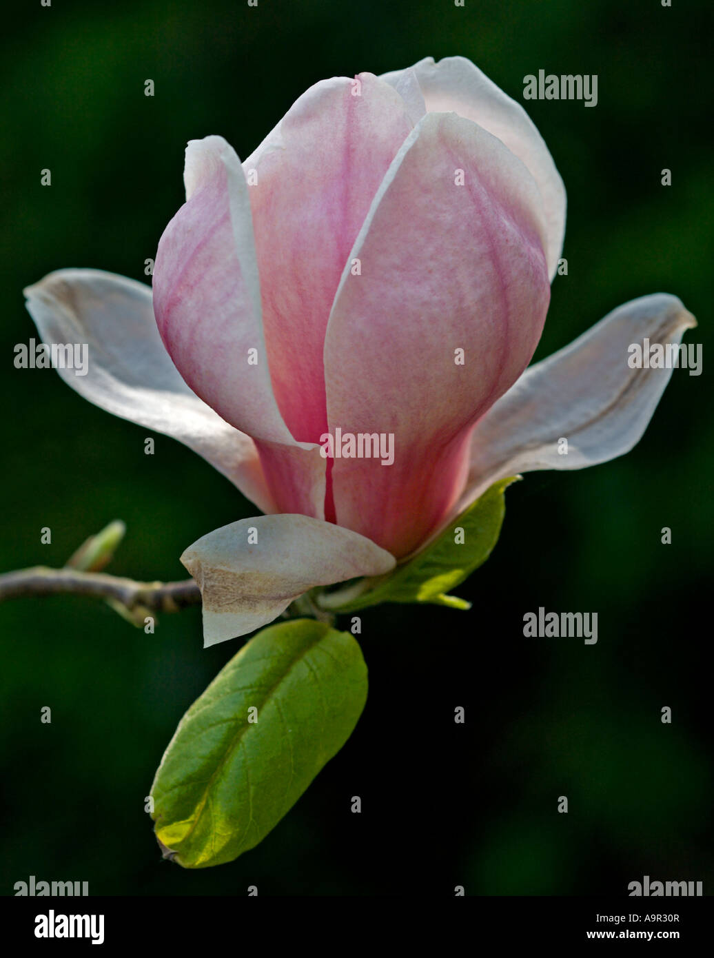 Magnolia soulangeana rustica rubra tree immagini e fotografie stock ad ...