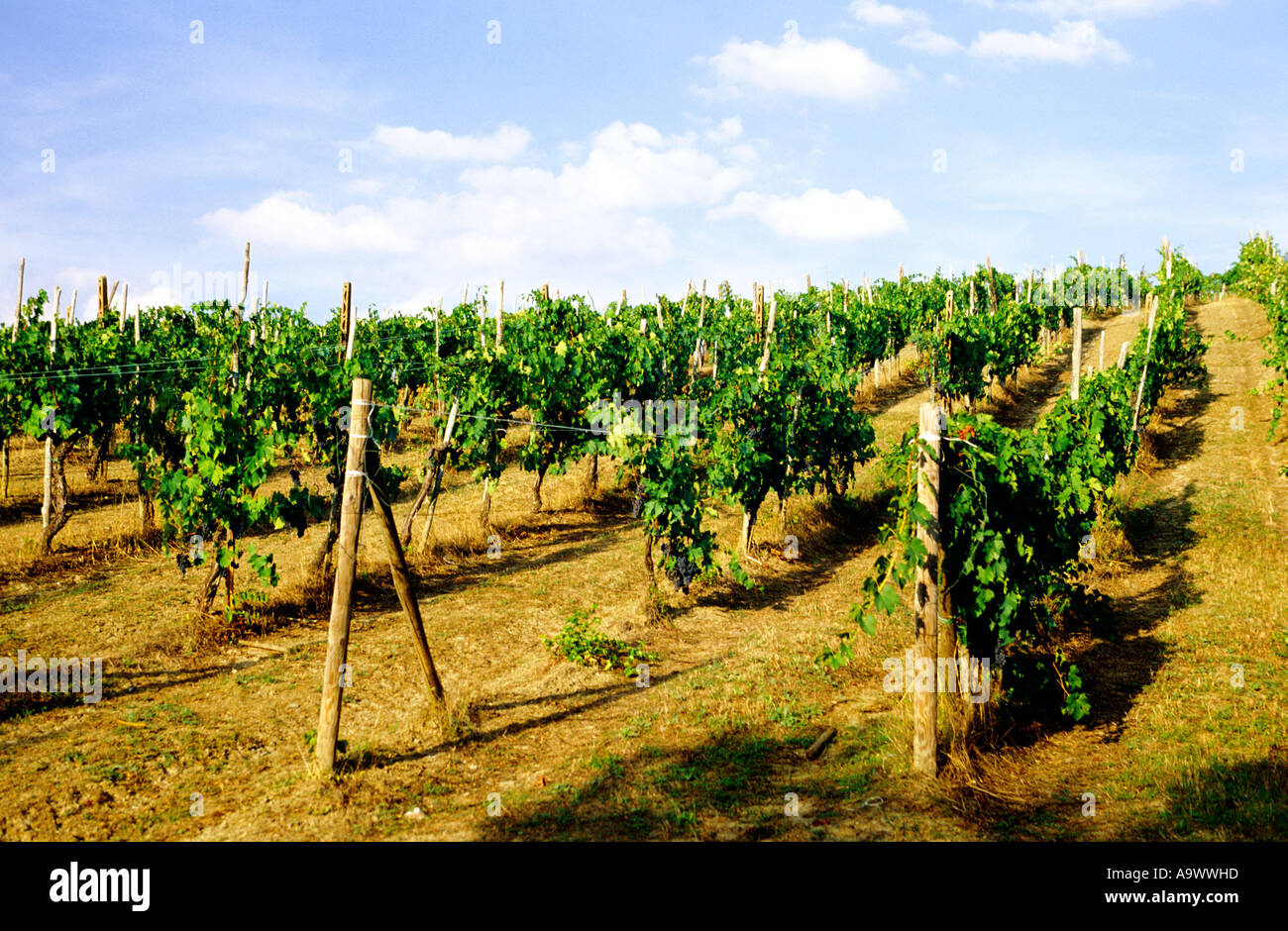 Vigna lussureggiante immagini e fotografie stock ad alta risoluzione ...
