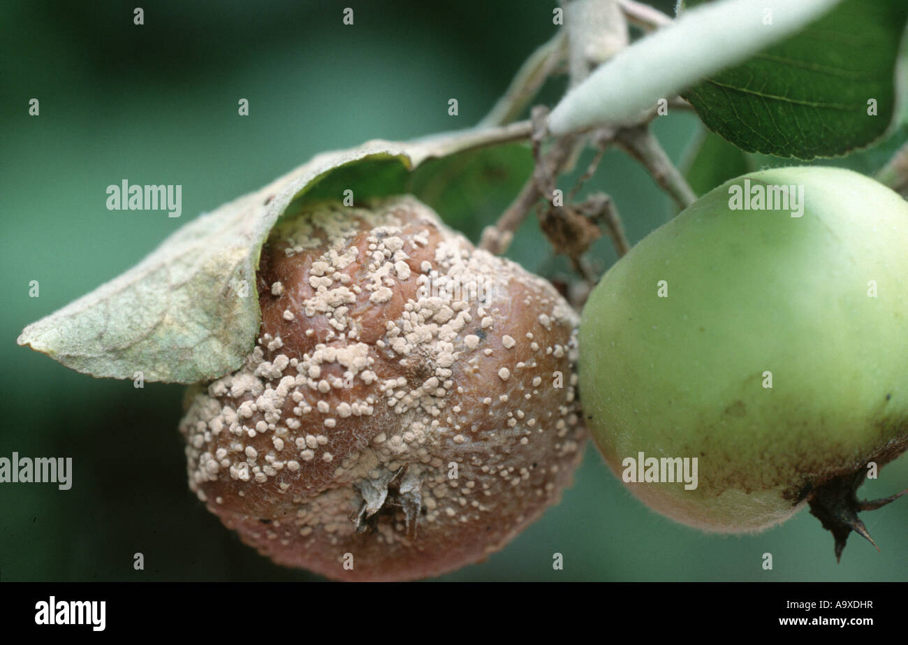Monilia fungus immagini e fotografie stock ad alta risoluzione - Alamy