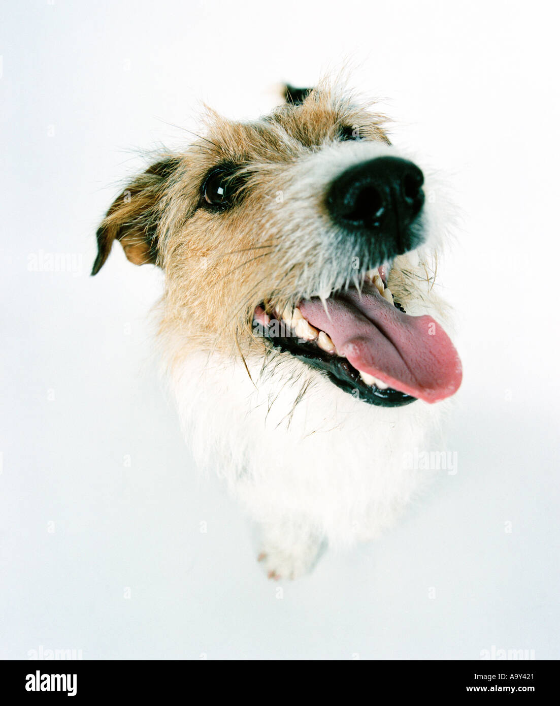 Cane Peloso Bianco Immagini e Fotos Stock - Alamy