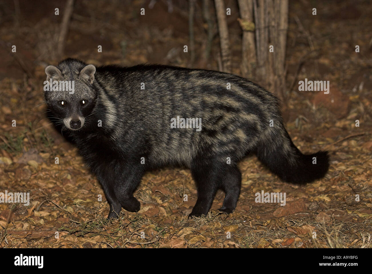 African civet immagini e fotografie stock ad alta risoluzione - Alamy