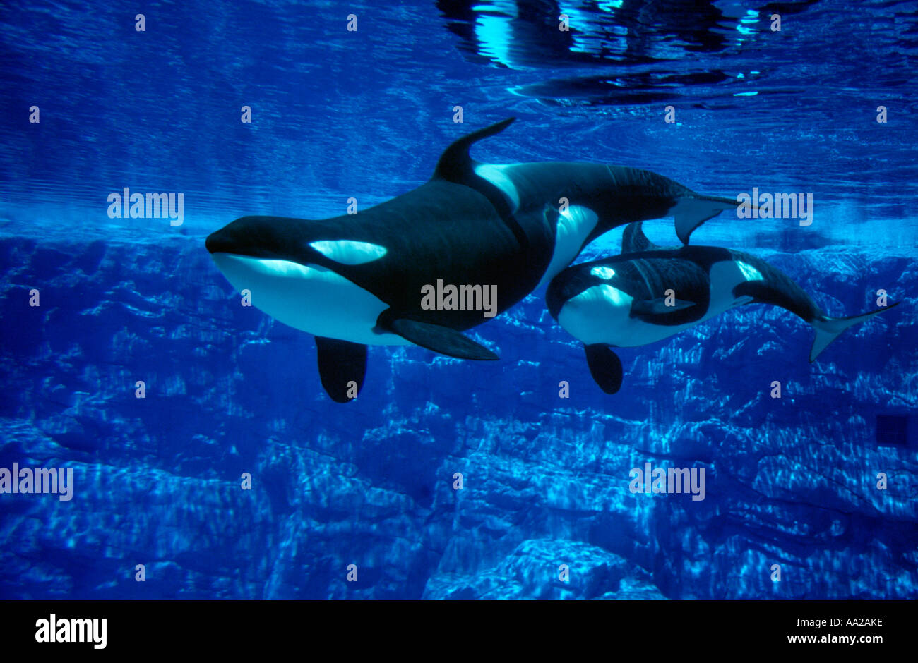 Madre e vitello di orca immagini e fotografie stock ad alta risoluzione ...