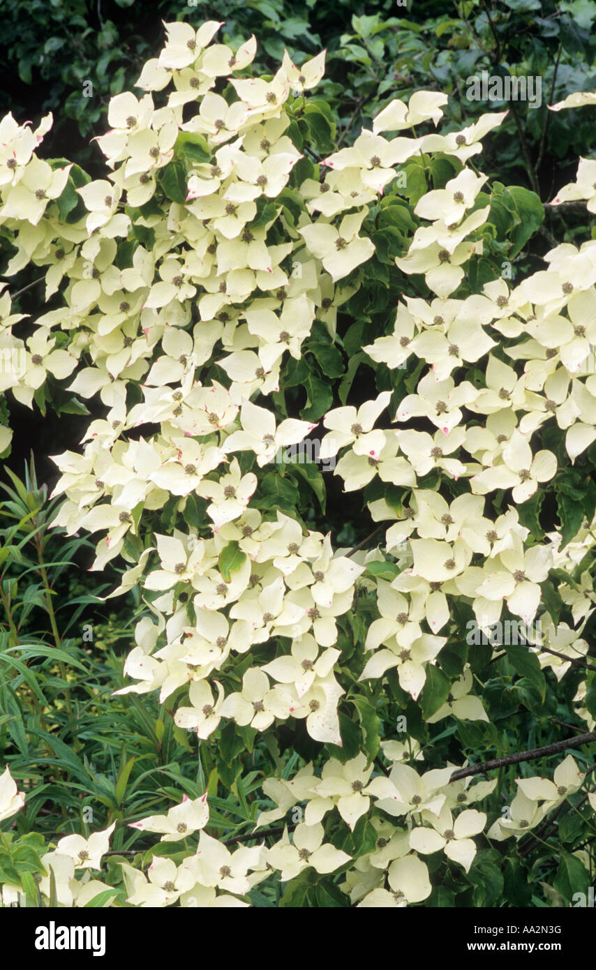 Cornus kousa var. chinensis, sanguinello, fiore bianco, pianta di ...
