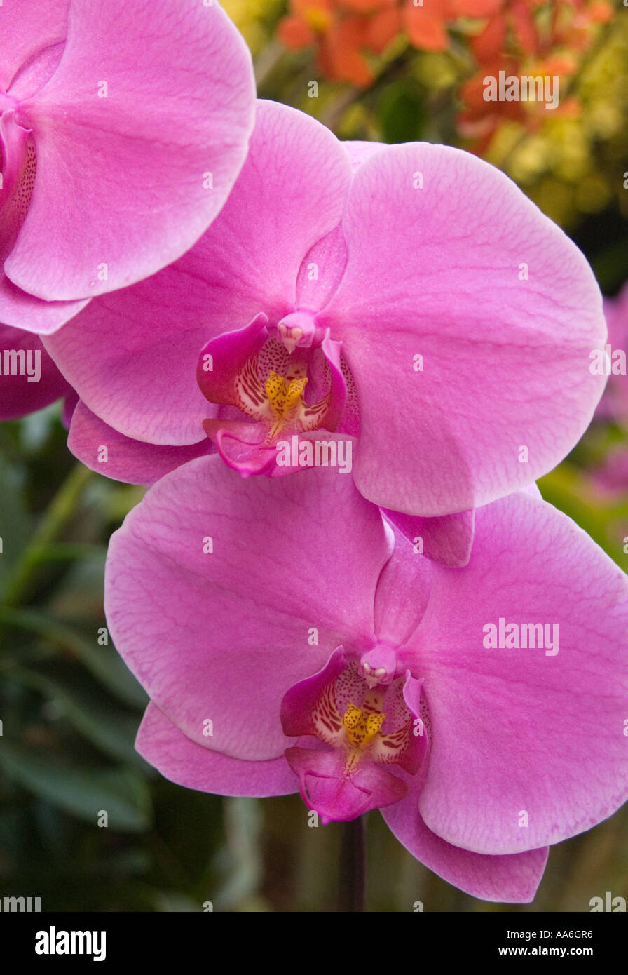 Pianta di orchidea dalla fioritura esotica immagini e fotografie stock ...