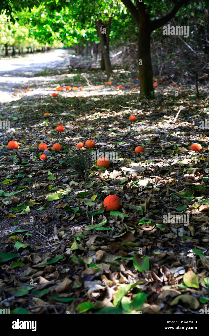 Vecchia valle degli agrumi immagini e fotografie stock ad alta ...
