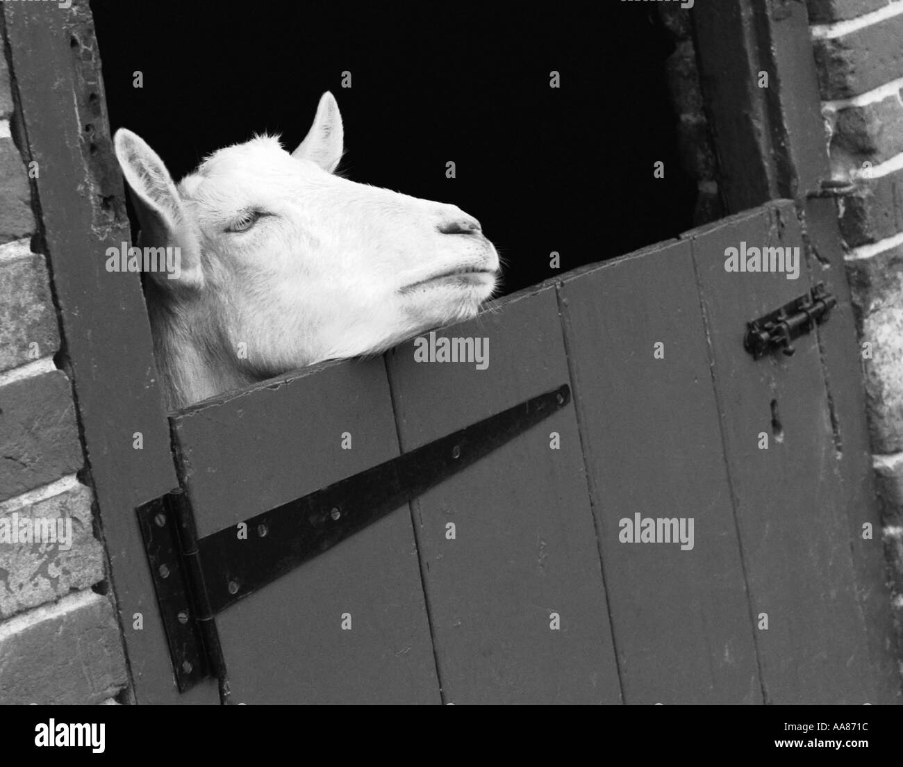 Capra testa Foto e Immagini Stock in Bianco e Nero - Alamy