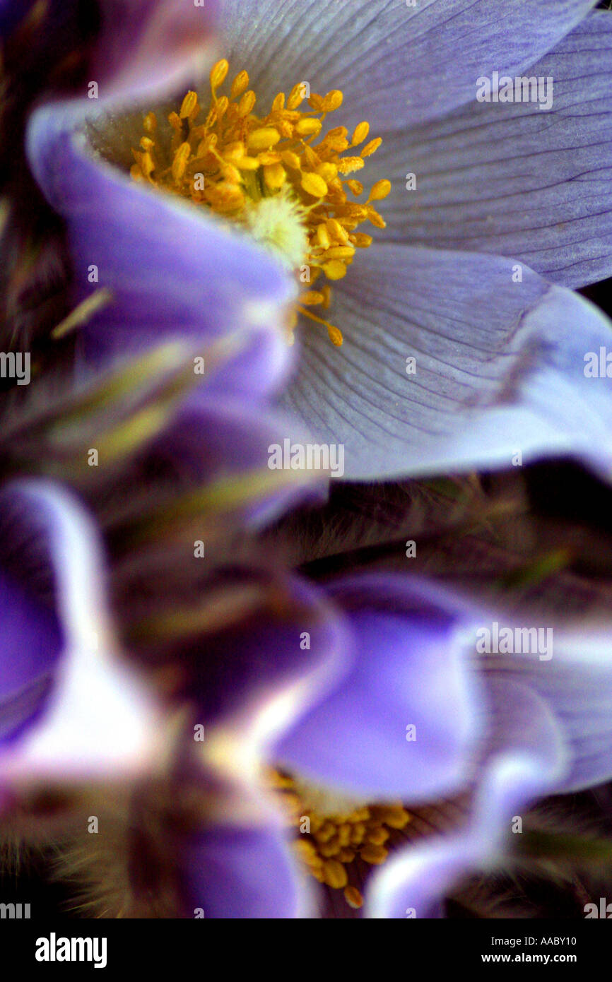 Crochi di prateria immagini e fotografie stock ad alta risoluzione - Alamy