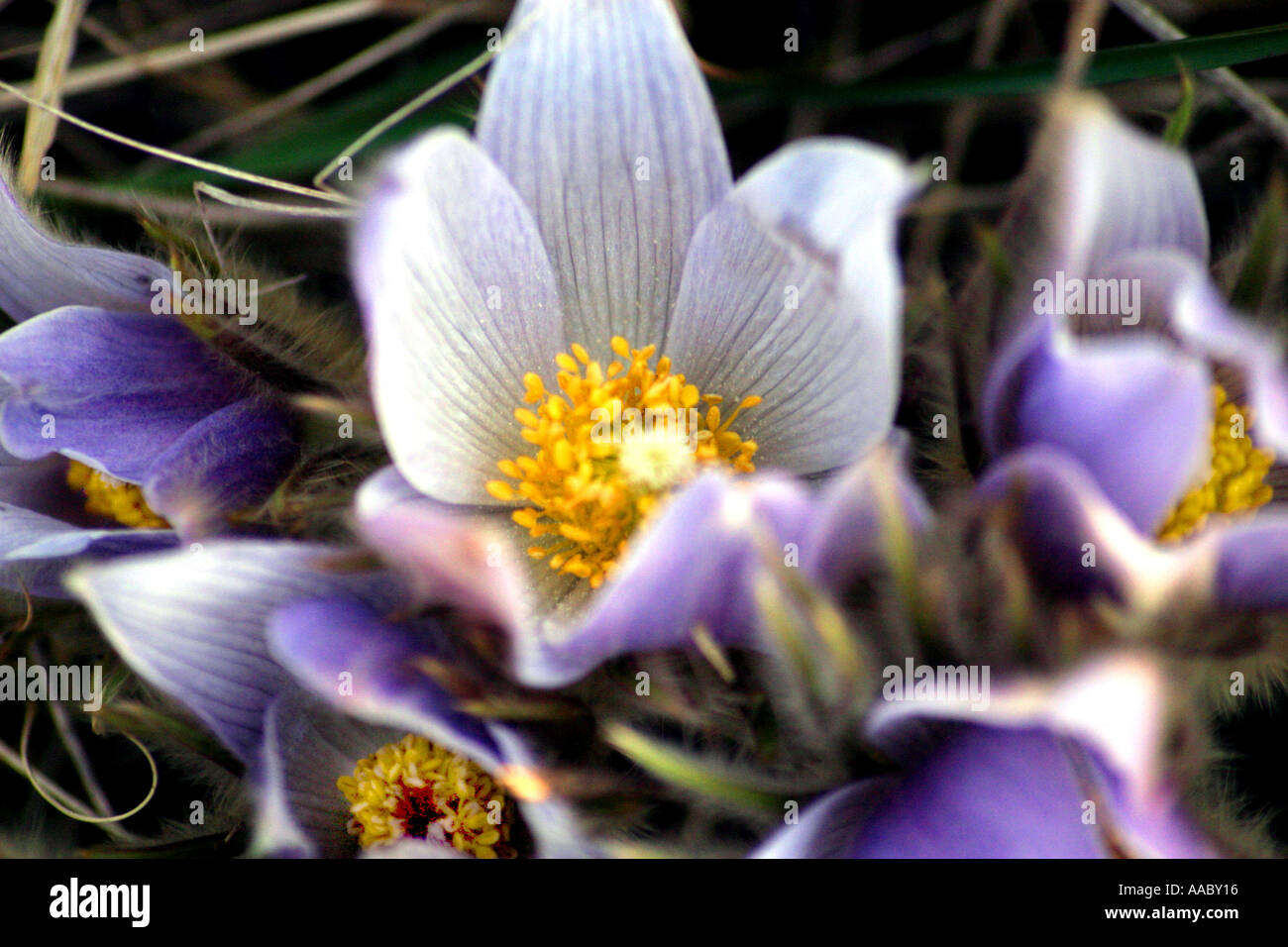 Crochi di prateria immagini e fotografie stock ad alta risoluzione - Alamy