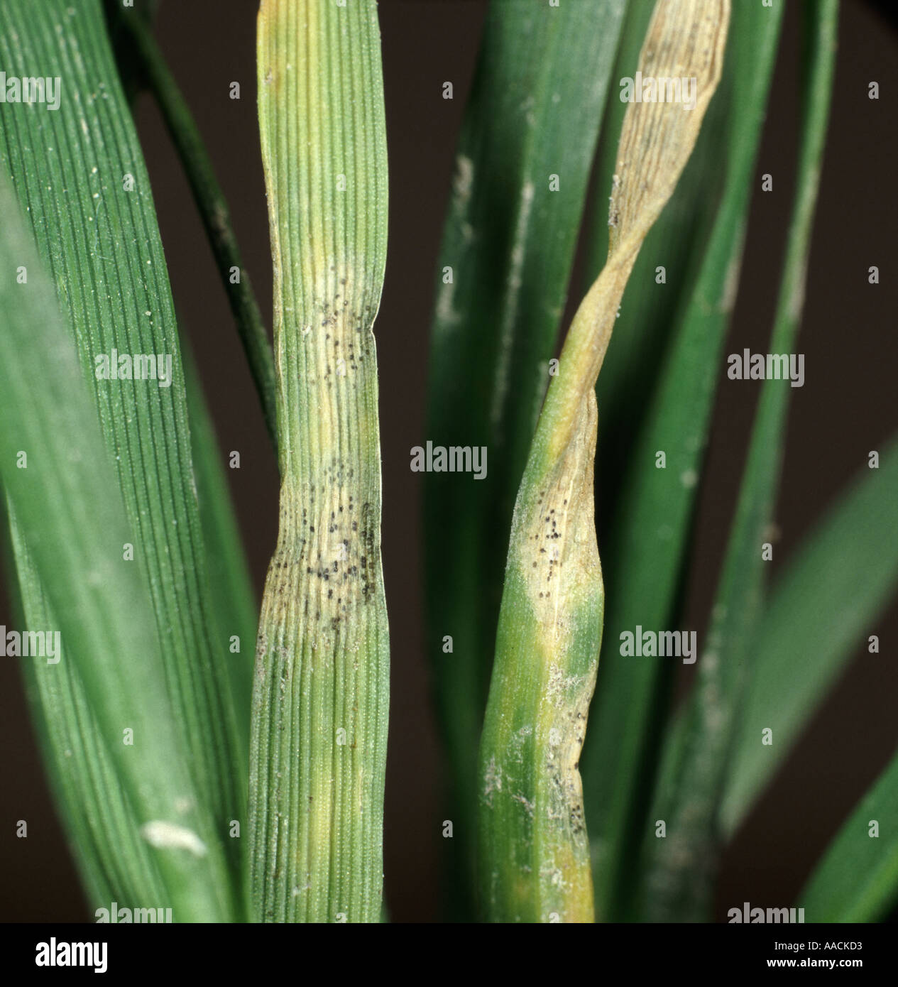 Septoria tritici septoria tritici immagini e fotografie stock ad alta ...
