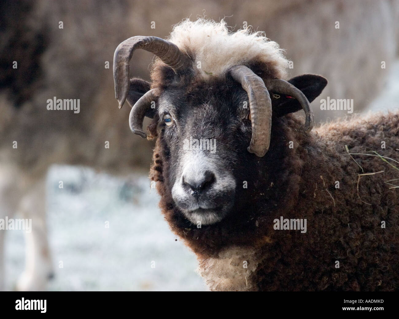 Corna contorte immagini e fotografie stock ad alta risoluzione - Alamy