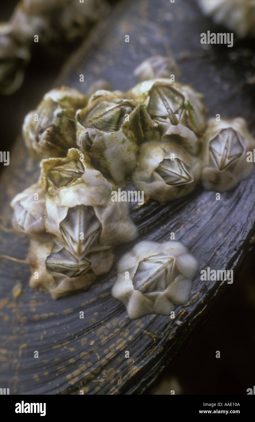 Incrostazione di cirripedi immagini e fotografie stock ad alta ...