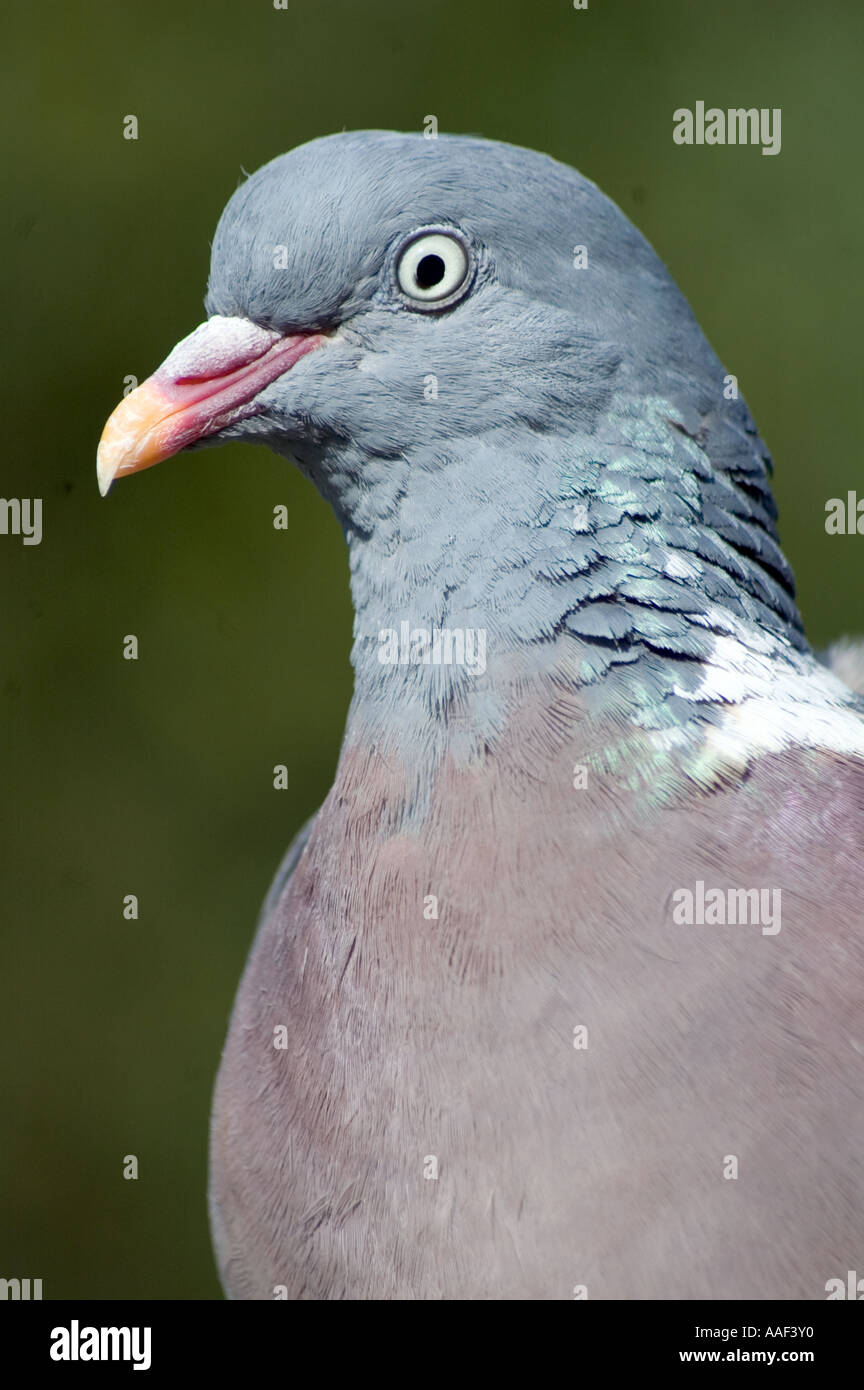Colombaccio columba palumbus immagini e fotografie stock ad alta ...