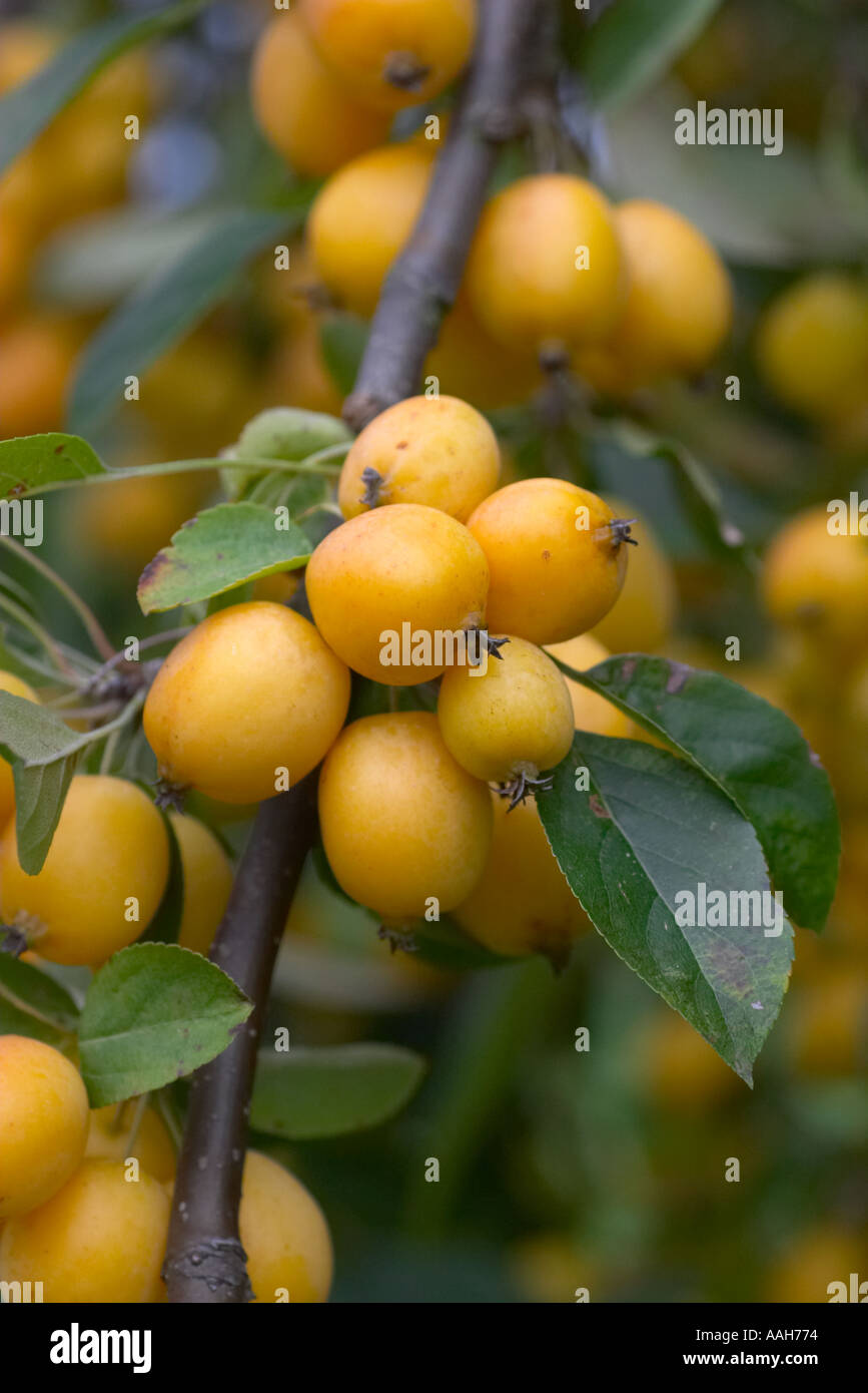 Malus zumi golden hornet immagini e fotografie stock ad alta ...