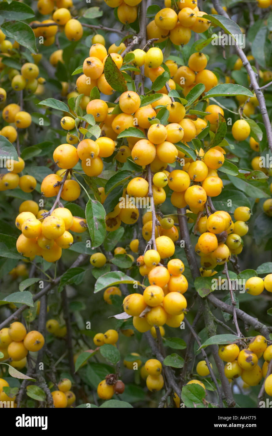 Malus zumi golden hornet immagini e fotografie stock ad alta ...
