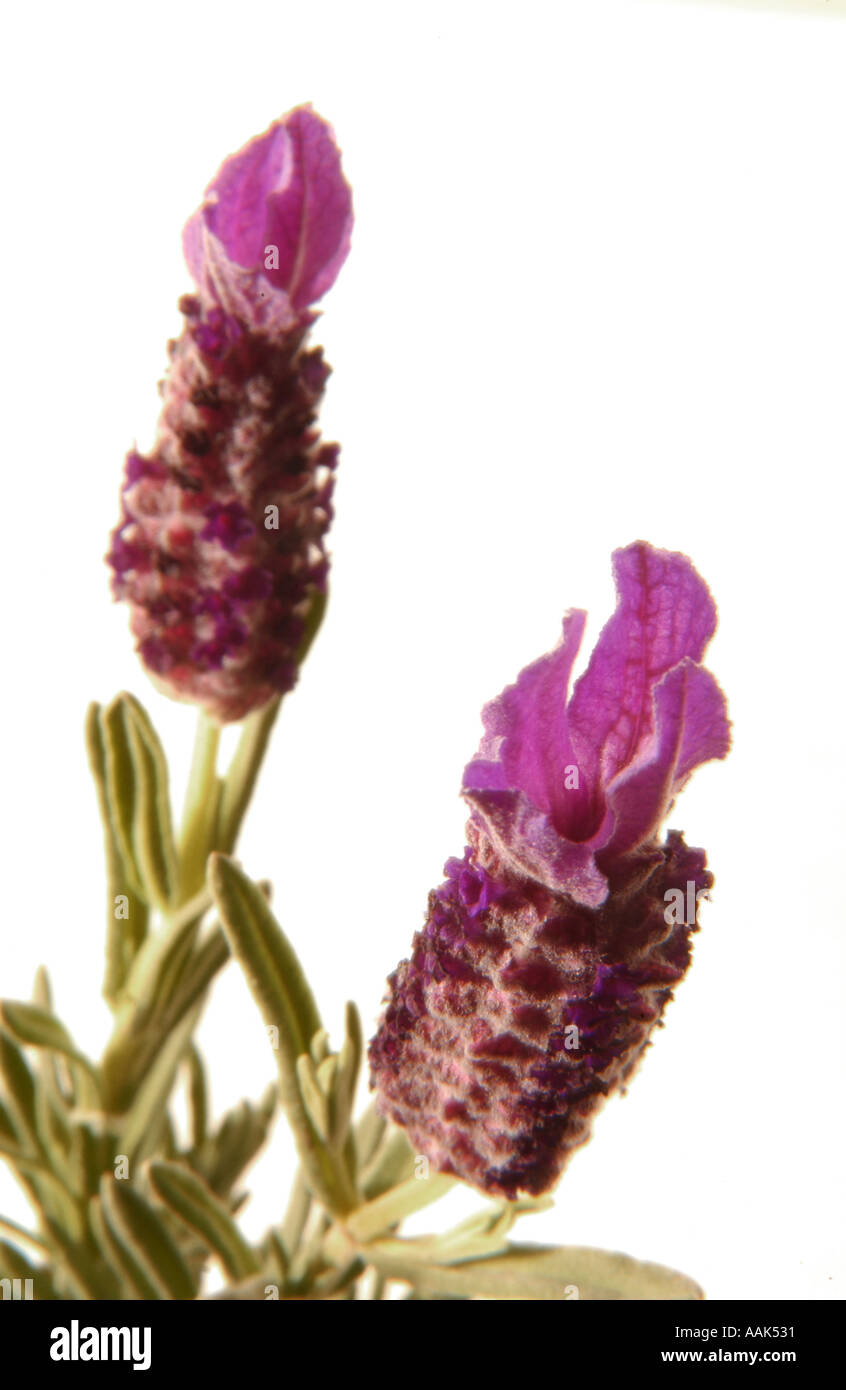 Crescente lavanda spagnola immagini e fotografie stock ad alta ...
