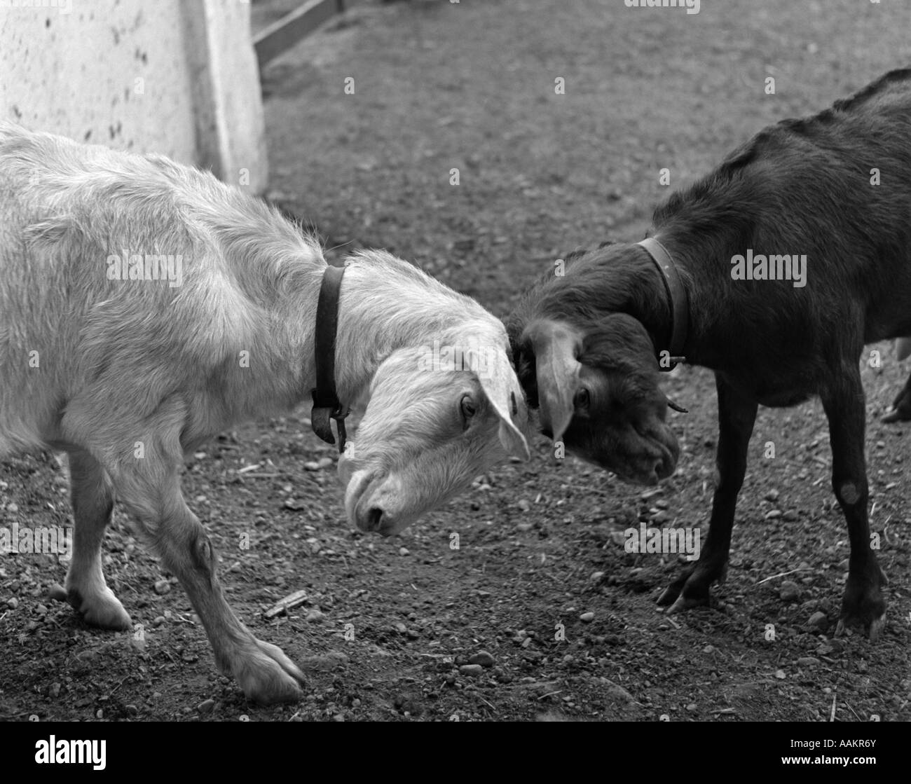 Una in bianco e nero e una capra bianca teste di attestatura Foto stock ...