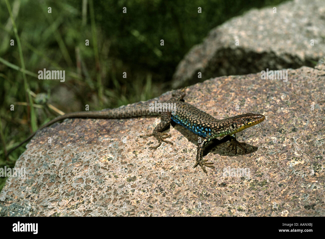 Zagros b immagini e fotografie stock ad alta risoluzione - Alamy