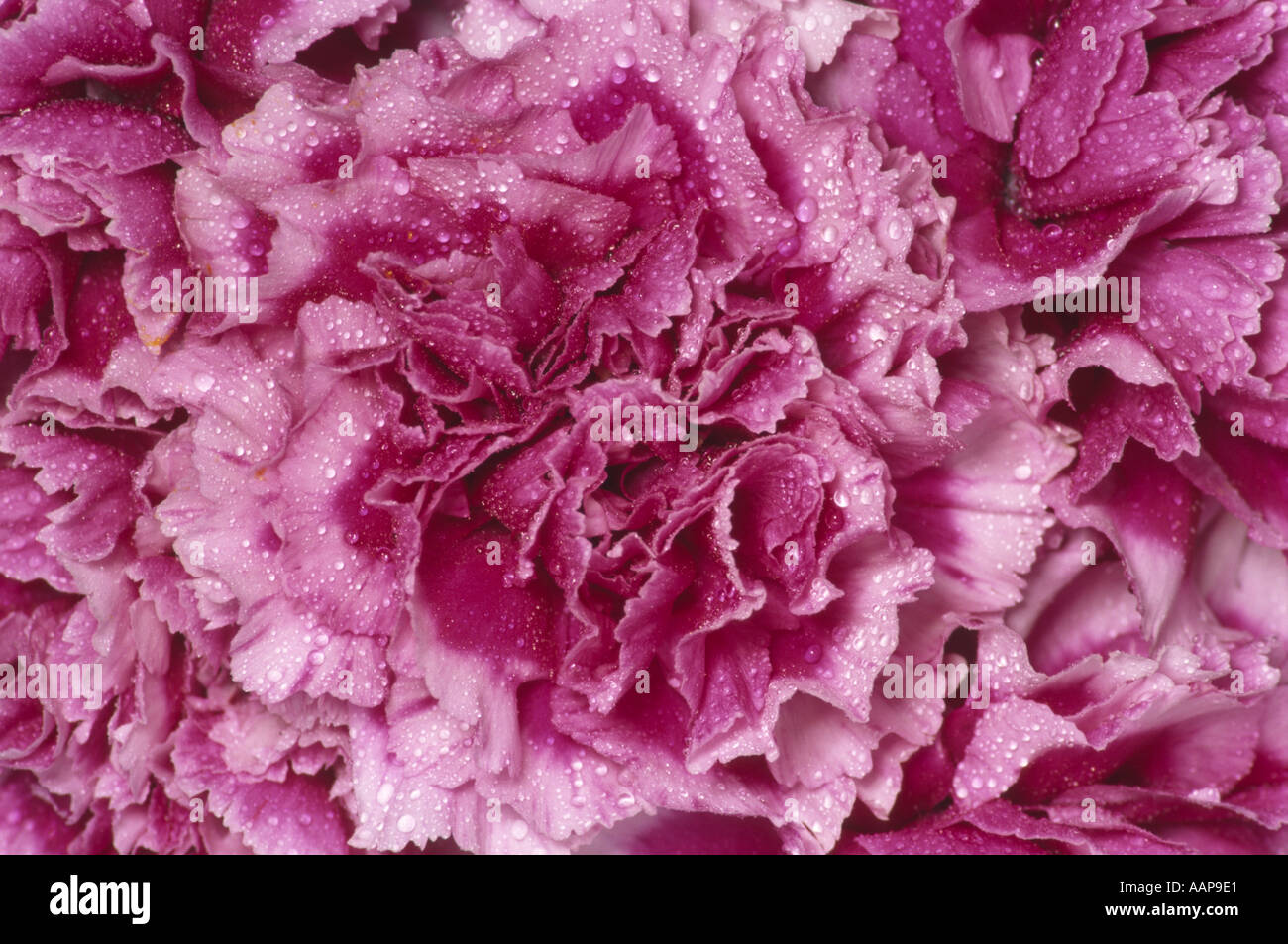 Garofano malva immagini e fotografie stock ad alta risoluzione - Alamy