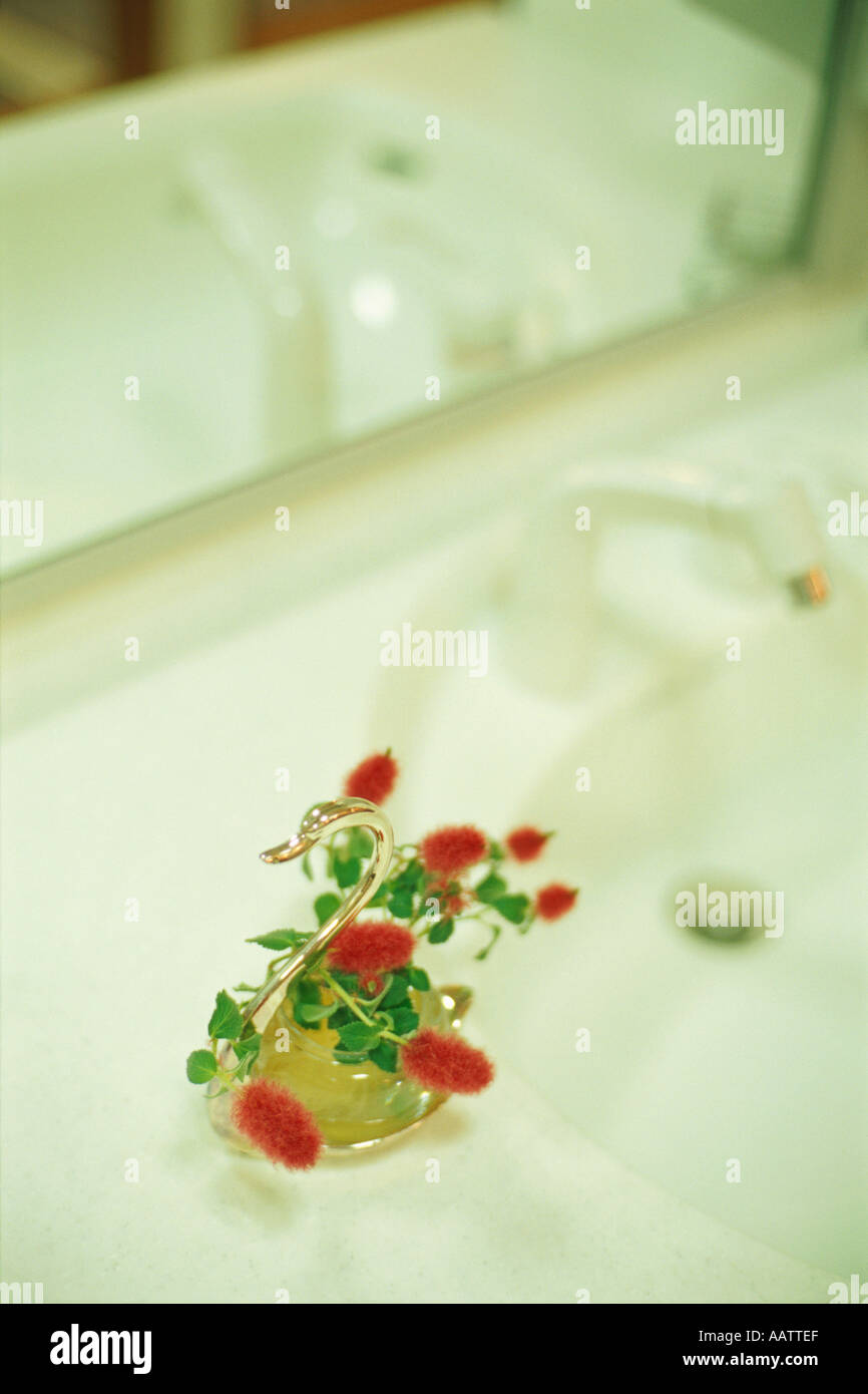 Acalypha hispaniolae immagini e fotografie stock ad alta risoluzione ...