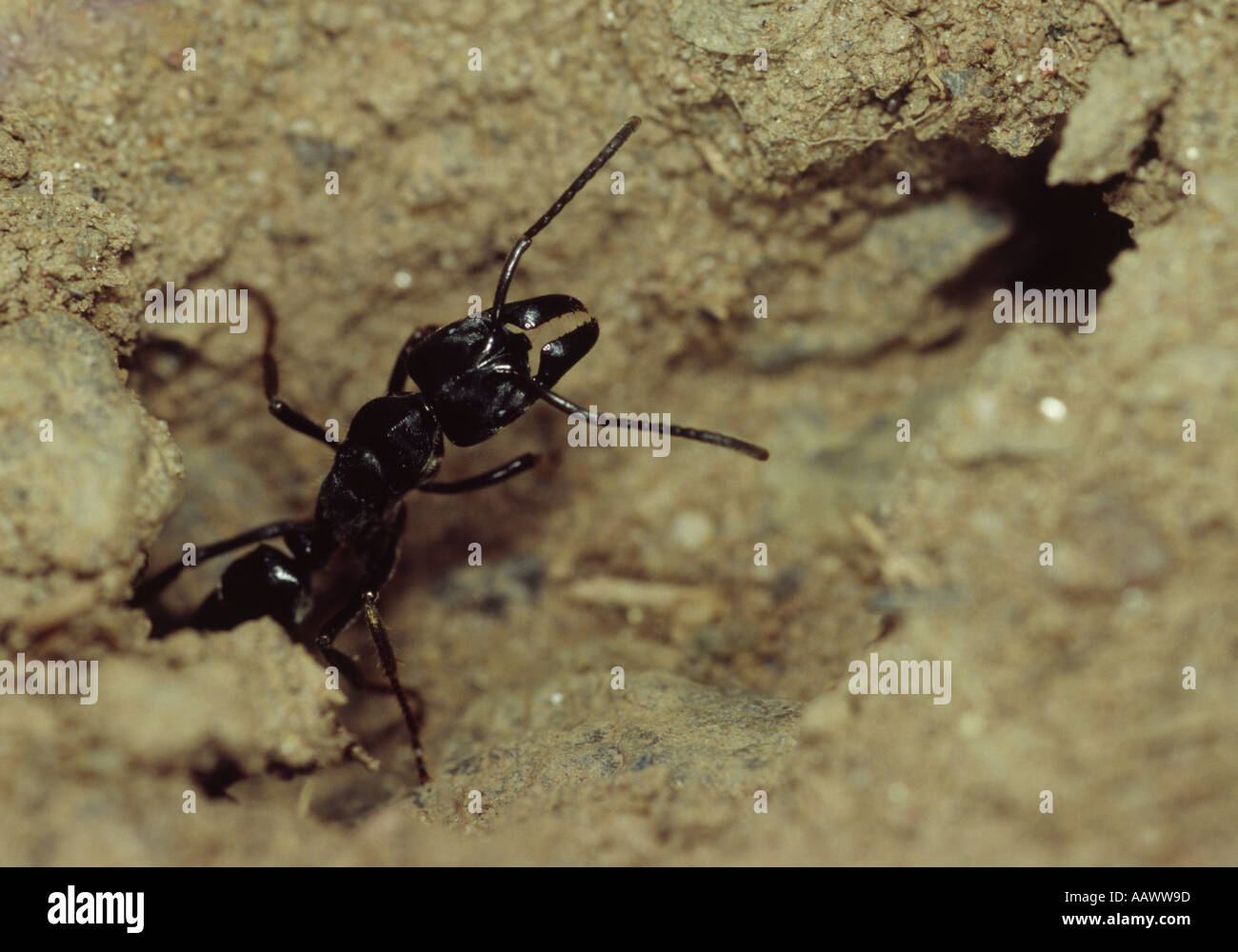 Formica protegge immagini e fotografie stock ad alta risoluzione - Alamy