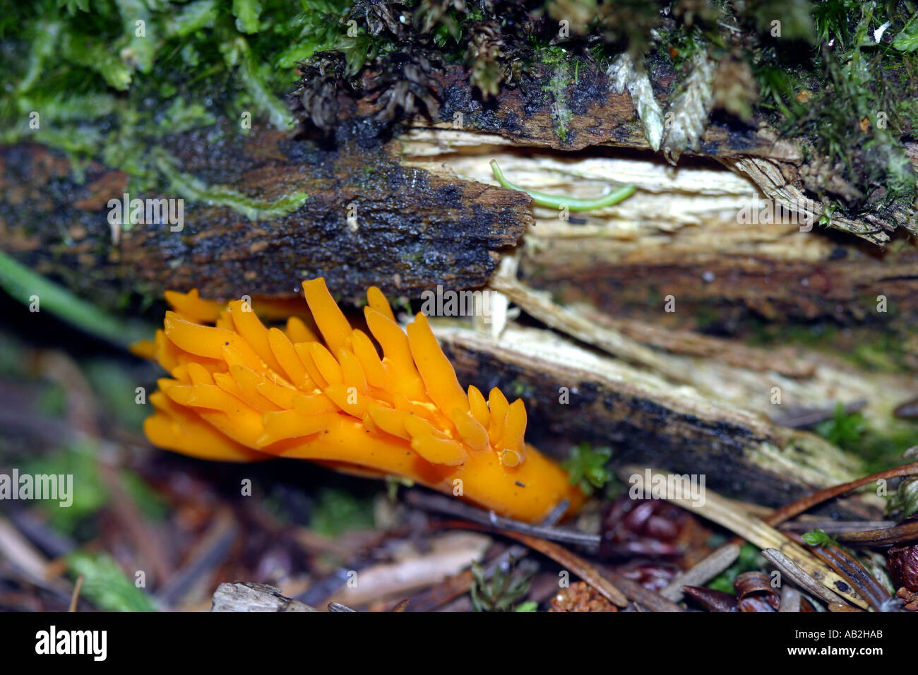 Bosco secondario immagini e fotografie stock ad alta risoluzione - Alamy
