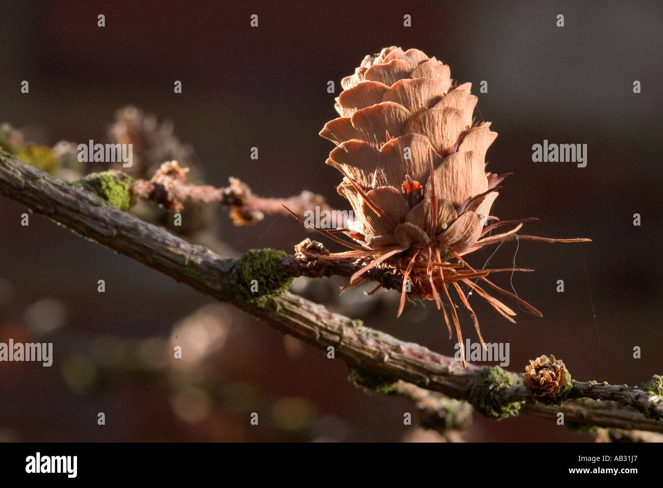 Pigna di larice immagini e fotografie stock ad alta risoluzione - Alamy