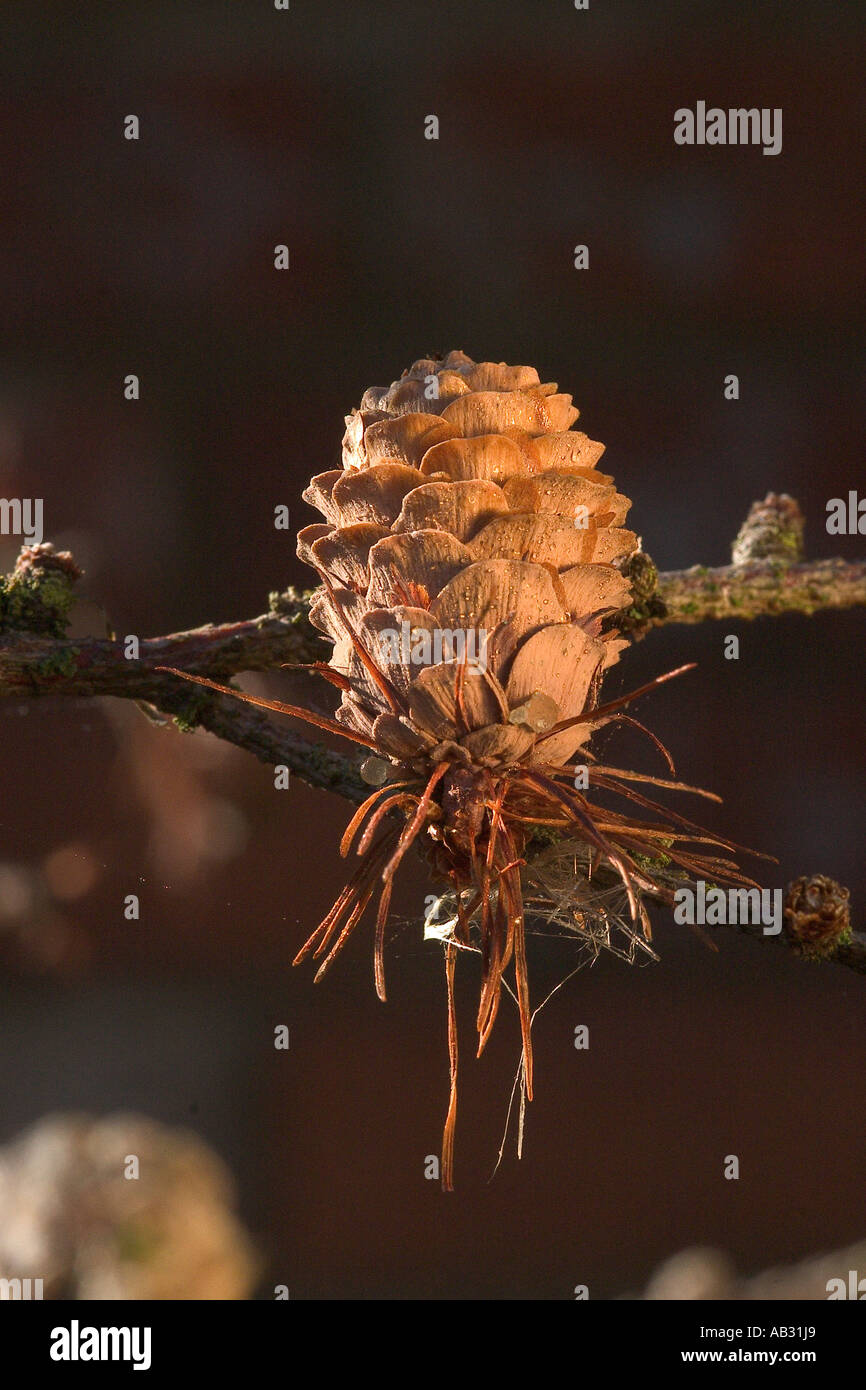 Pigna di larice immagini e fotografie stock ad alta risoluzione - Alamy