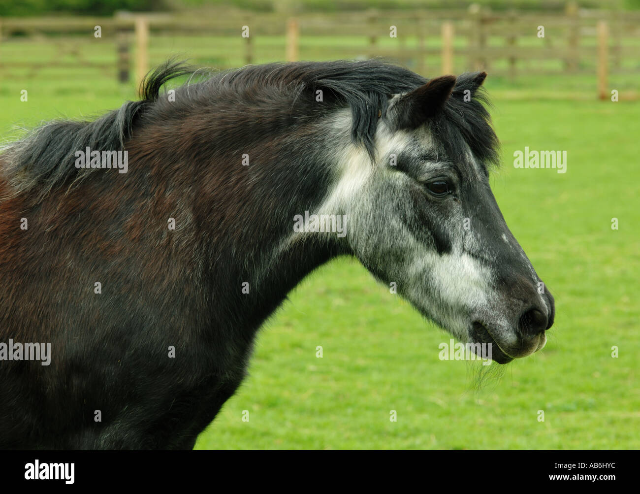 Faccia bianca di cavallo immagini e fotografie stock ad alta ...