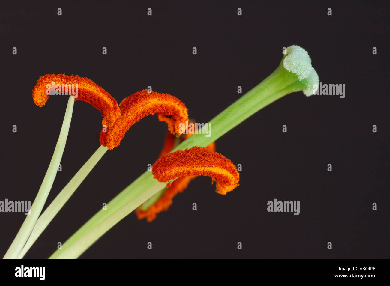 Anatomia dello stigma immagini e fotografie stock ad alta risoluzione ...