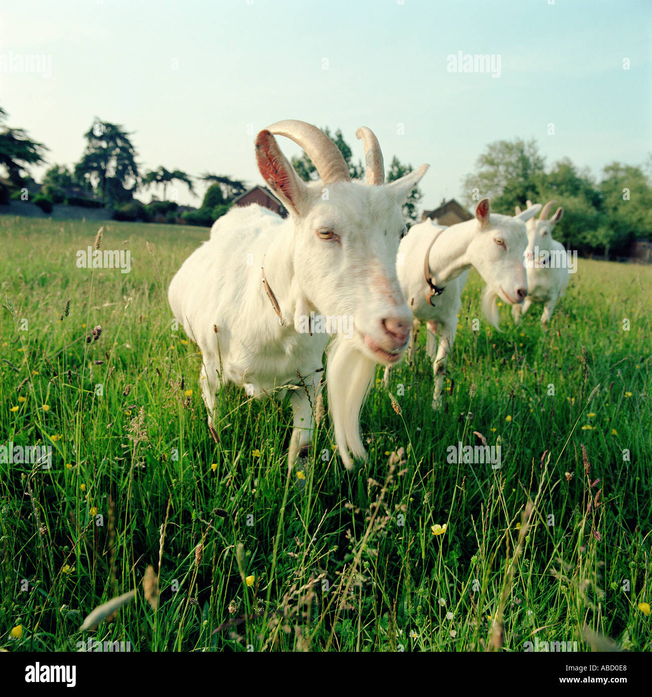 Tre capre immagini e fotografie stock ad alta risoluzione - Alamy