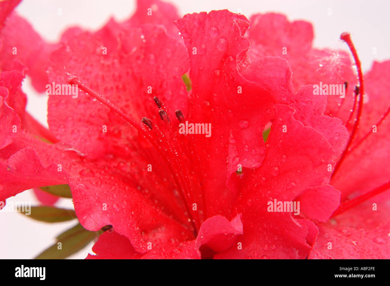 Top rosso impreziosito immagini e fotografie stock ad alta risoluzione ...