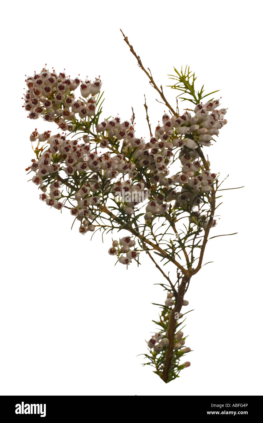 Erica arborea plants immagini e fotografie stock ad alta risoluzione ...
