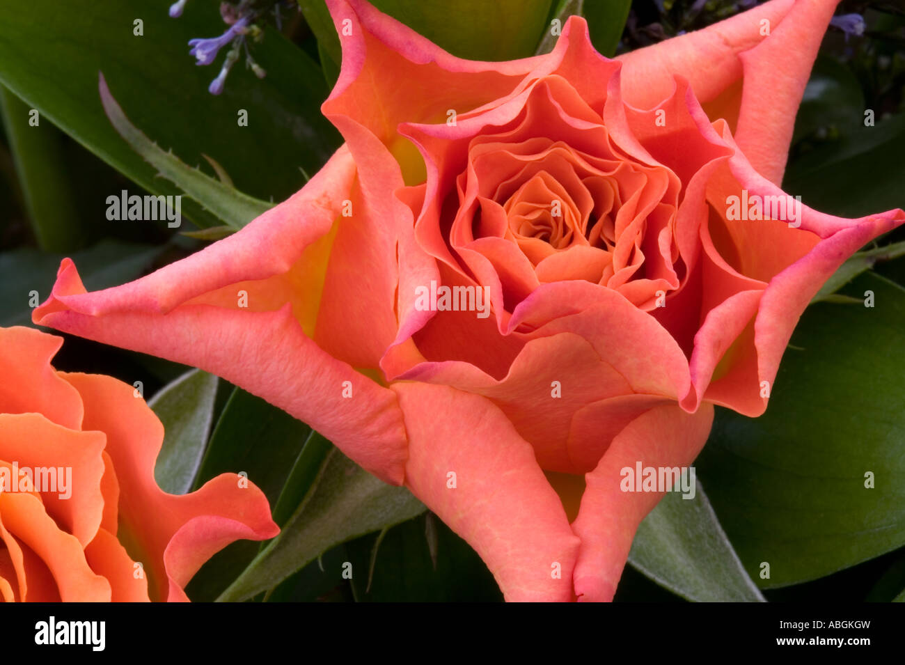 Milva immagini e fotografie stock ad alta risoluzione - Alamy