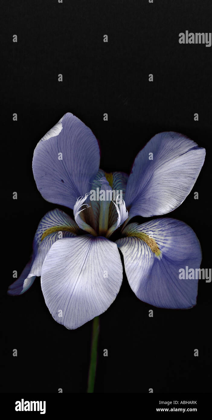 Iris plant immagini e fotografie stock ad alta risoluzione - Alamy