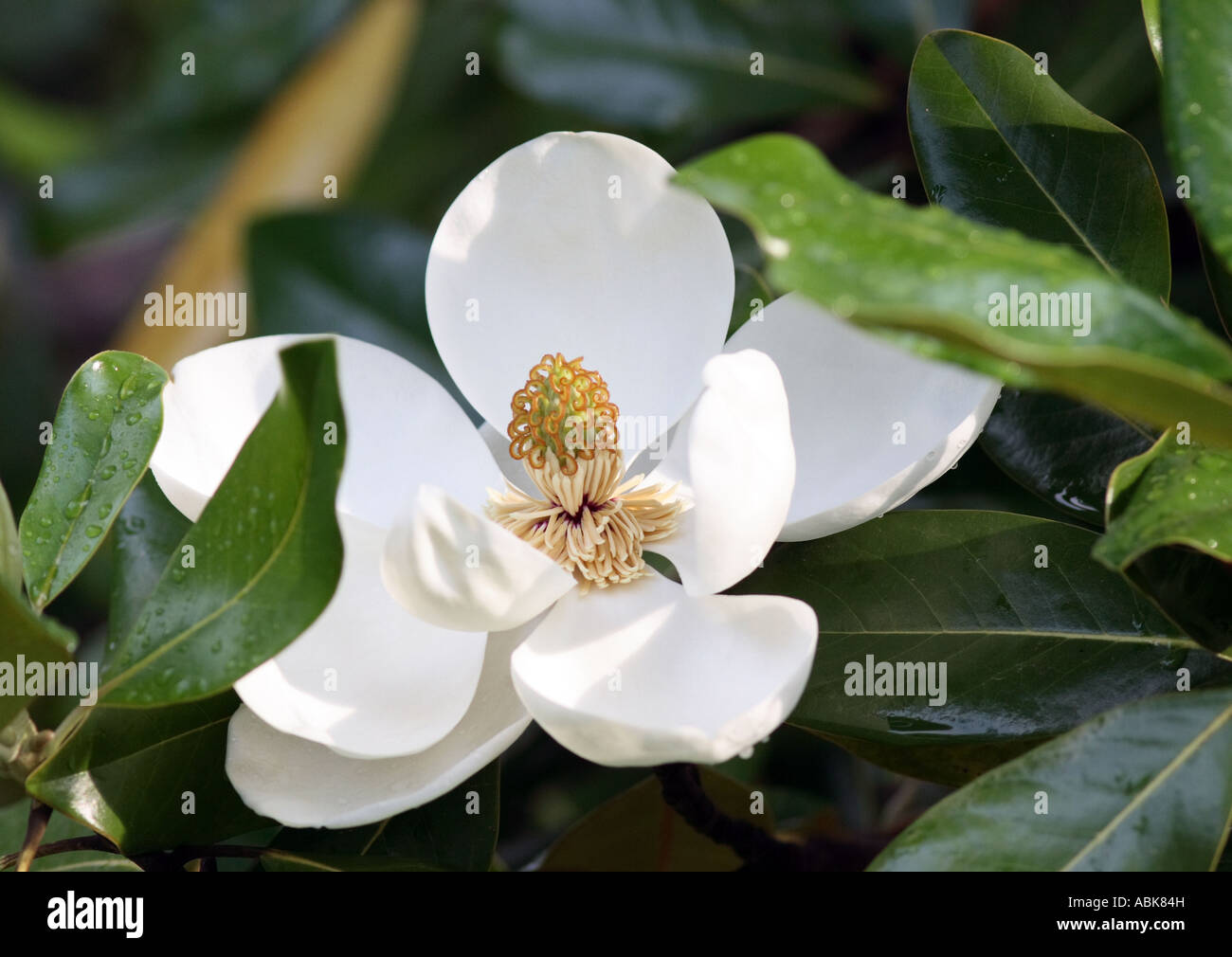 Edith bogue immagini e fotografie stock ad alta risoluzione - Alamy