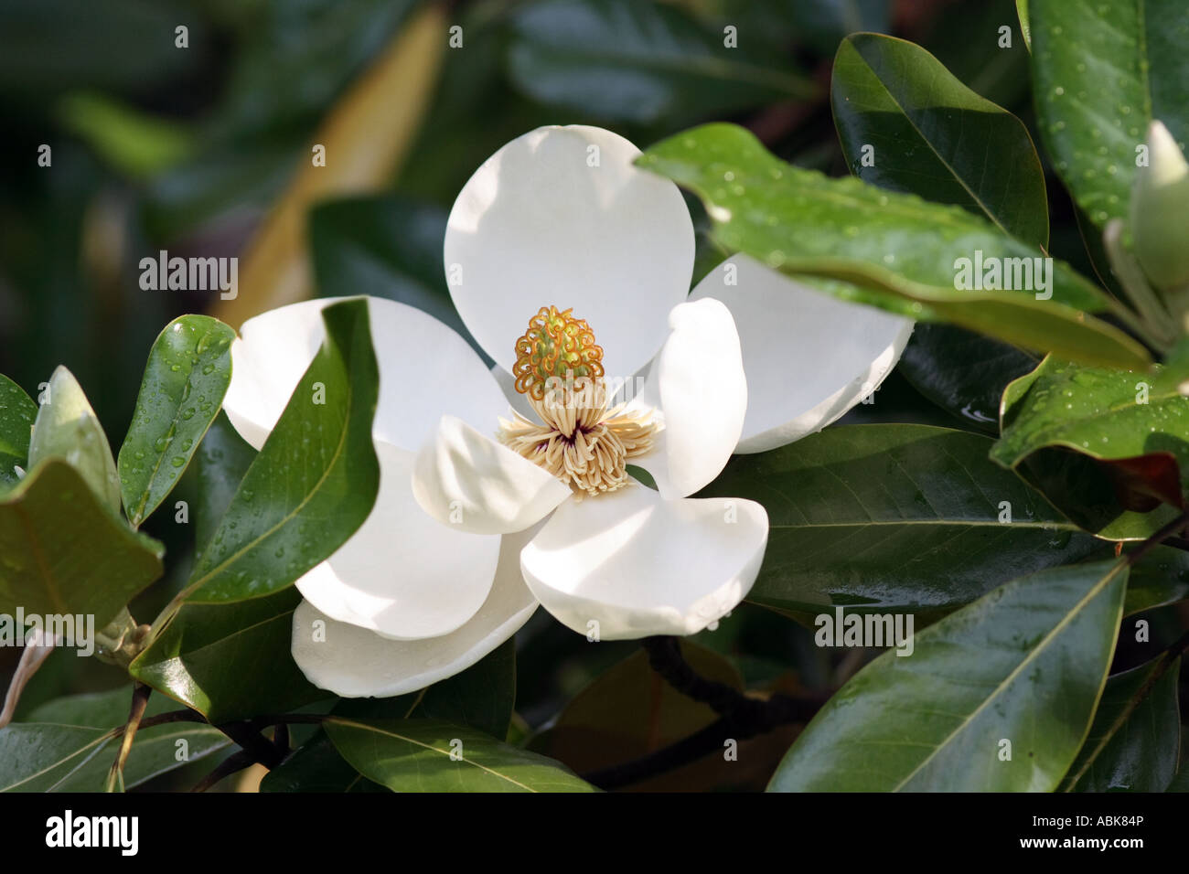 Edith bogue immagini e fotografie stock ad alta risoluzione - Alamy