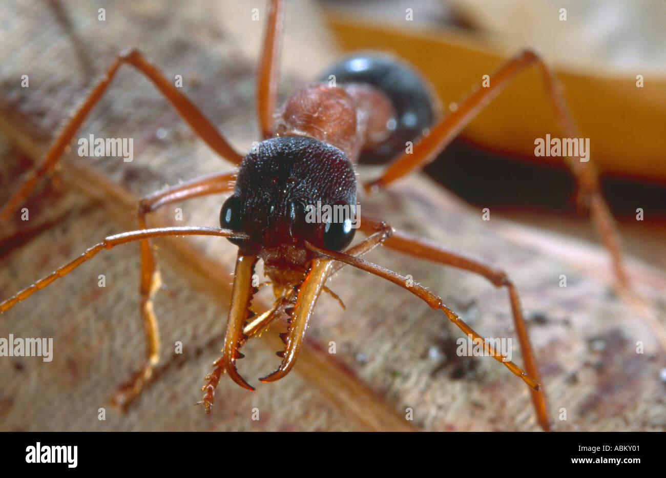 Formica di toro australiano immagini e fotografie stock ad alta ...