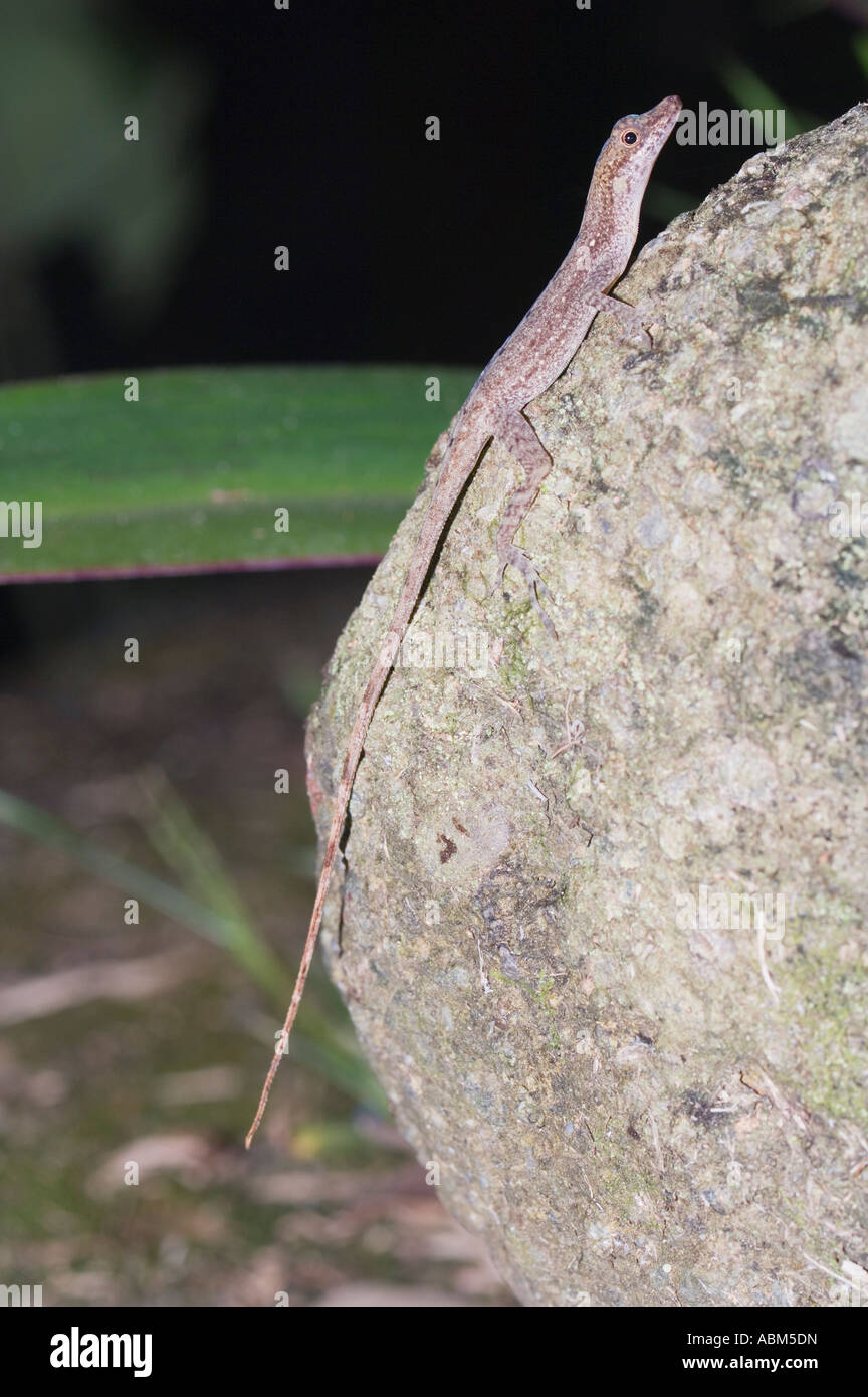 Golfo dulce anole norops immagini e fotografie stock ad alta ...