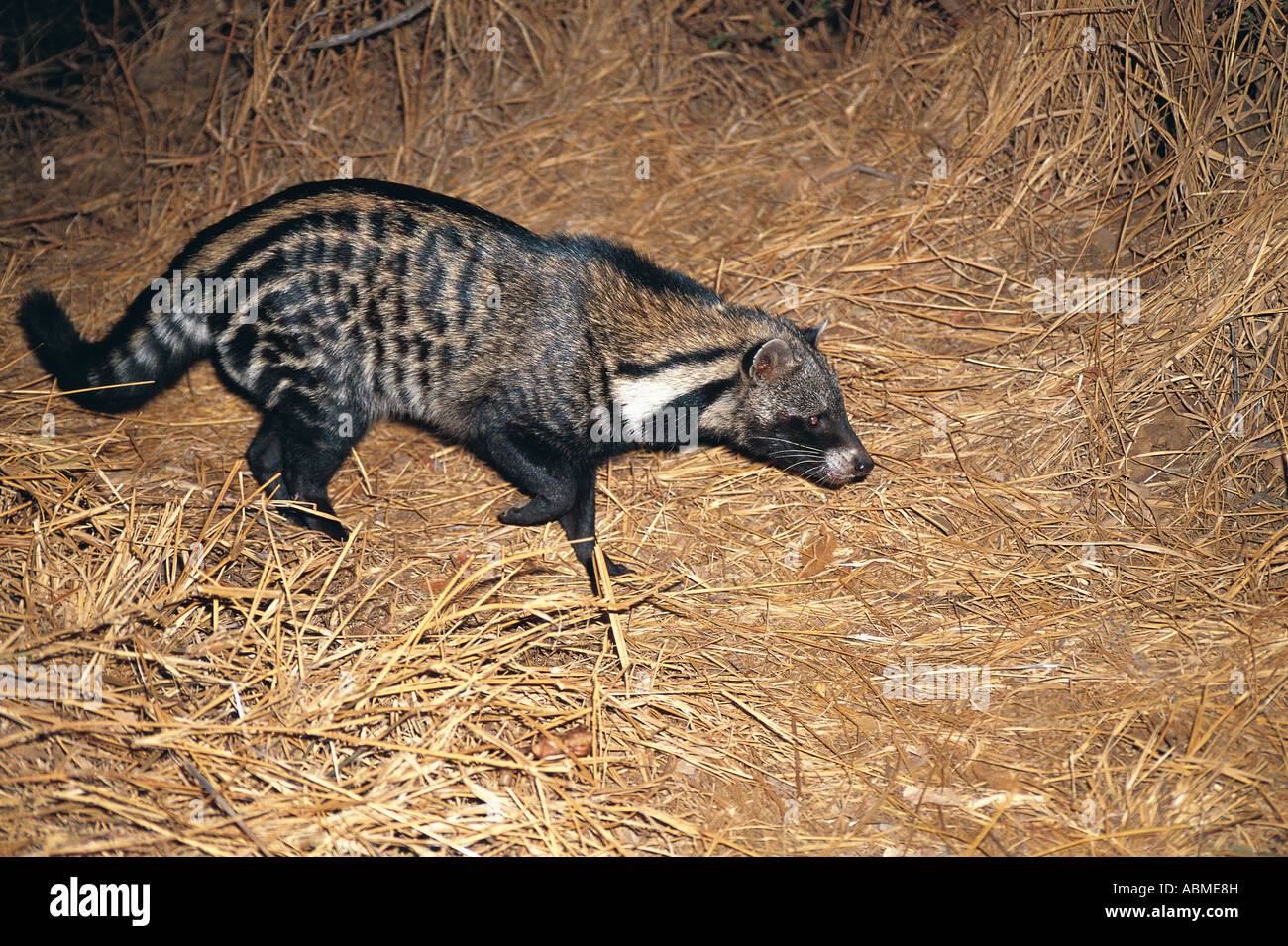 Civetta civettictis civetta africana immagini e fotografie stock ad ...