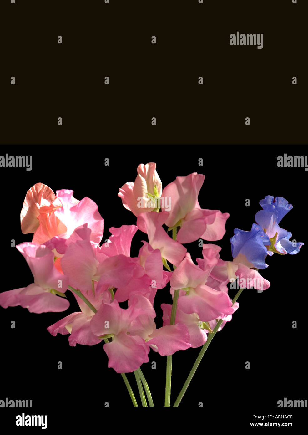 Testo dolce pisello immagini e fotografie stock ad alta risoluzione - Alamy