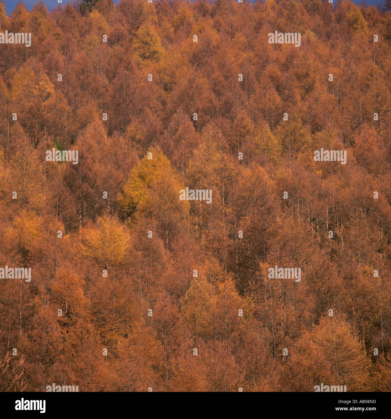 Boschi fitti immagini e fotografie stock ad alta risoluzione - Alamy