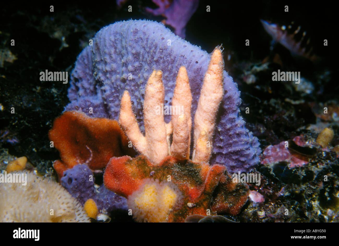Spugne marine da colorare immagini e fotografie stock ad alta ...