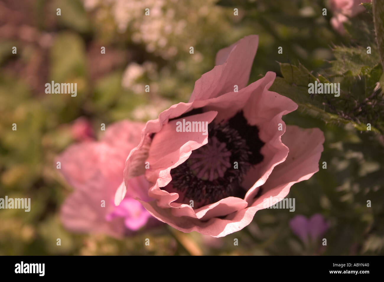 Papavero per la disposizione dei fiori immagini e fotografie stock ad ...