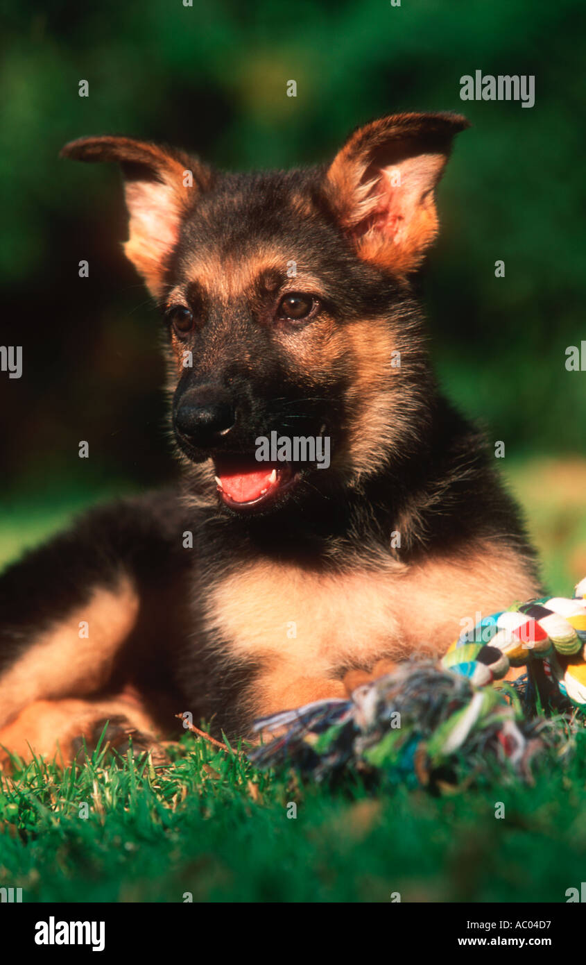 Pastore tedesco di razza alsaziana immagini e fotografie stock ad alta ...