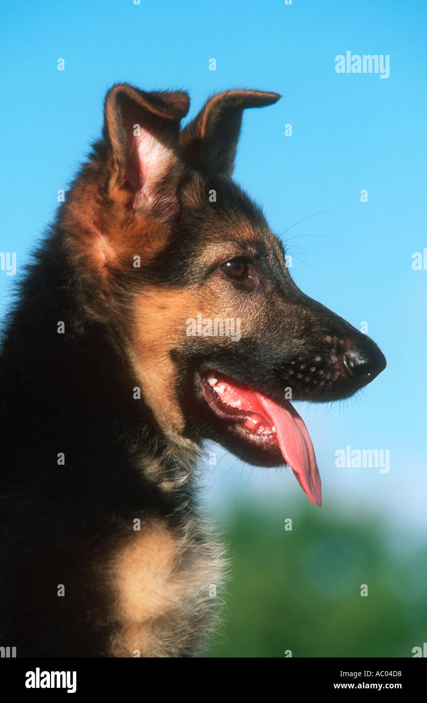 Pastore tedesco di razza alsaziana immagini e fotografie stock ad alta ...