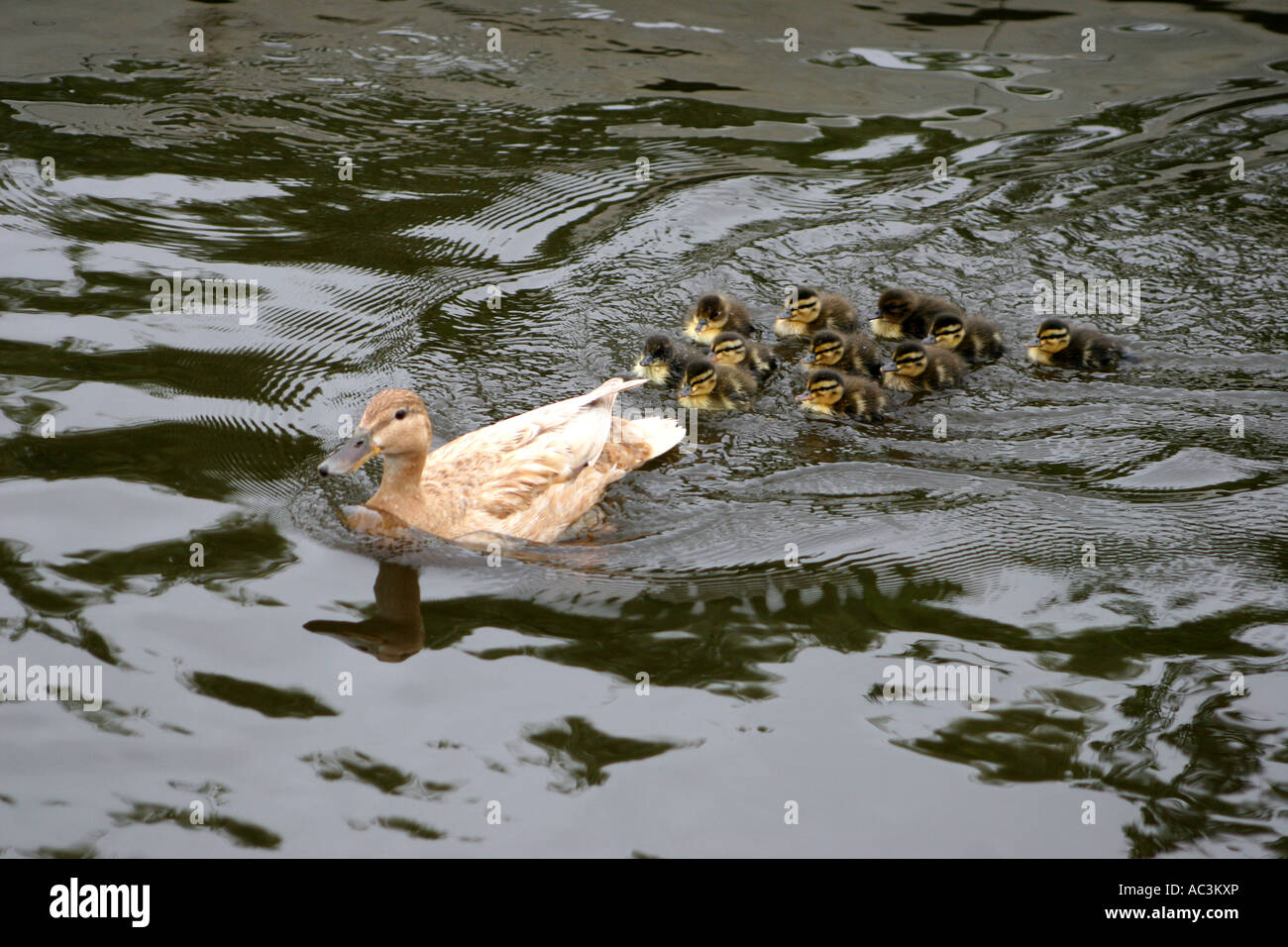 Anatra con i pulcini immagini e fotografie stock ad alta risoluzione ...